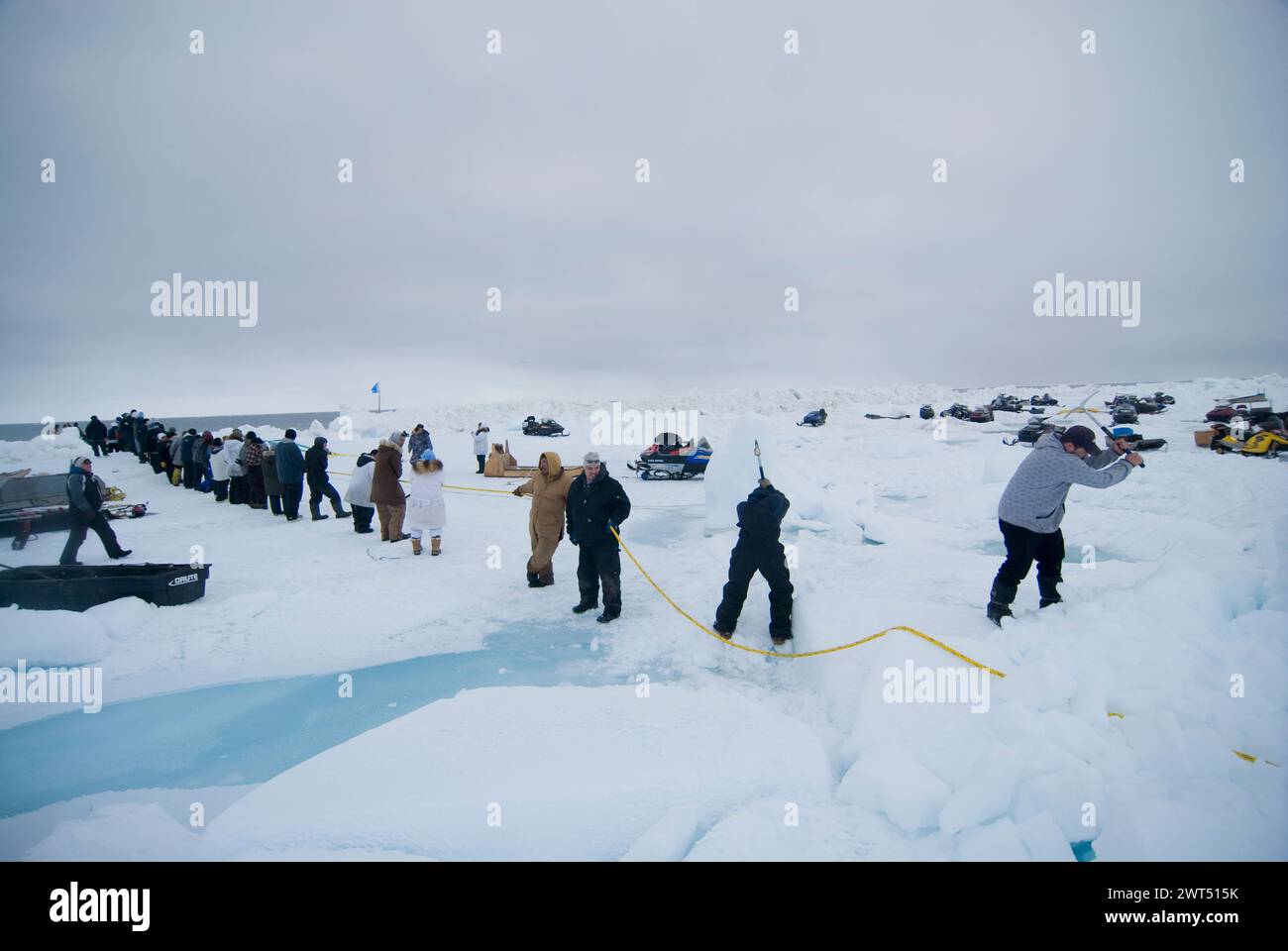 Inupiaq subsistence whalers bowhead whale catch on the pack ice during ...