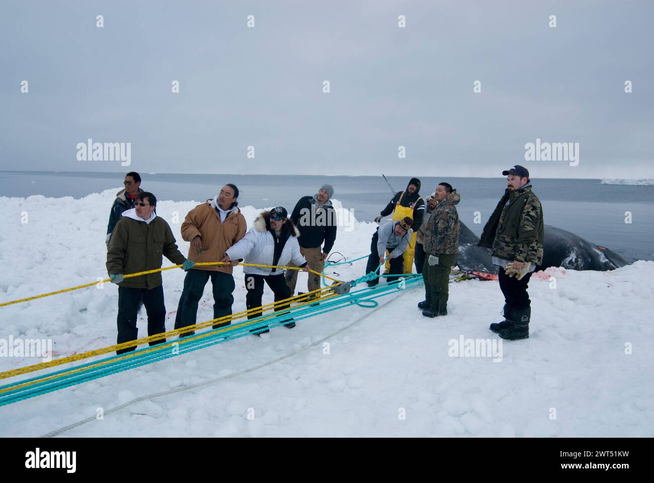 Inupiaq subsistence whalers bowhead whale catch on the pack ice during ...
