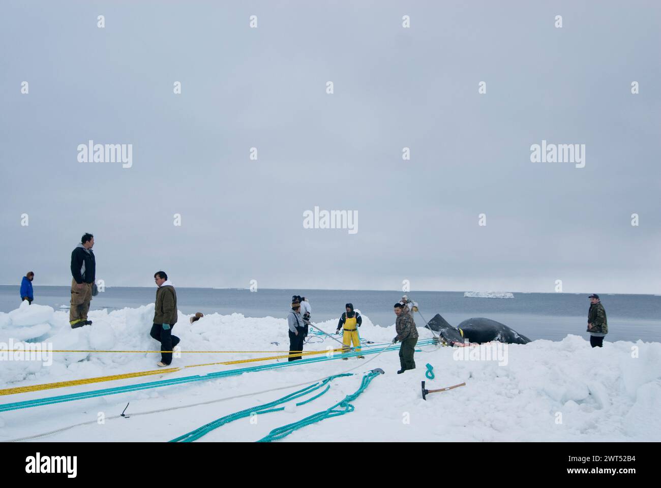 Inupiaq subsistence whalers bowhead whale catch on the pack ice during ...