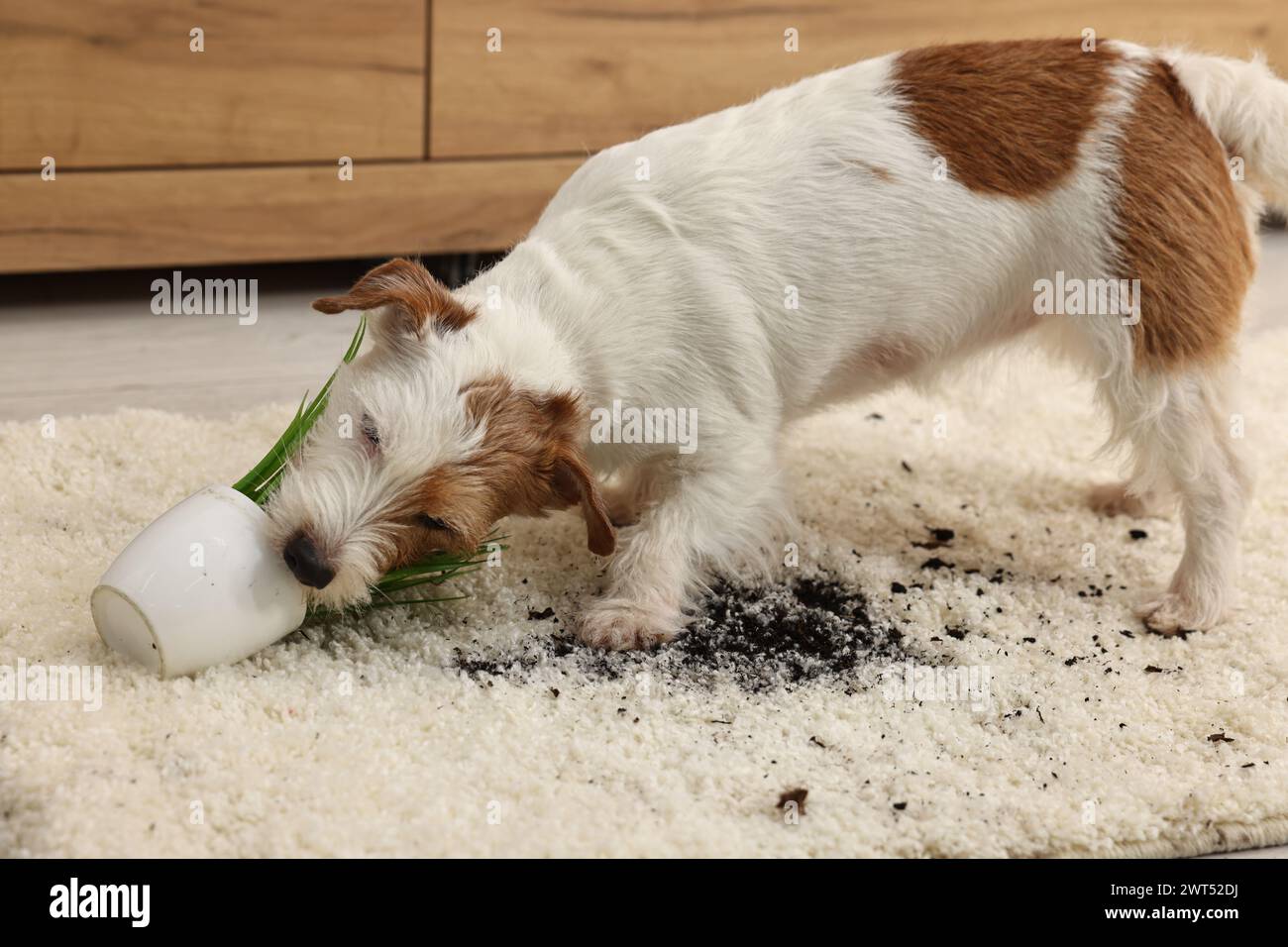 Cute dog near overturned houseplant on rug indoors Stock Photo - Alamy