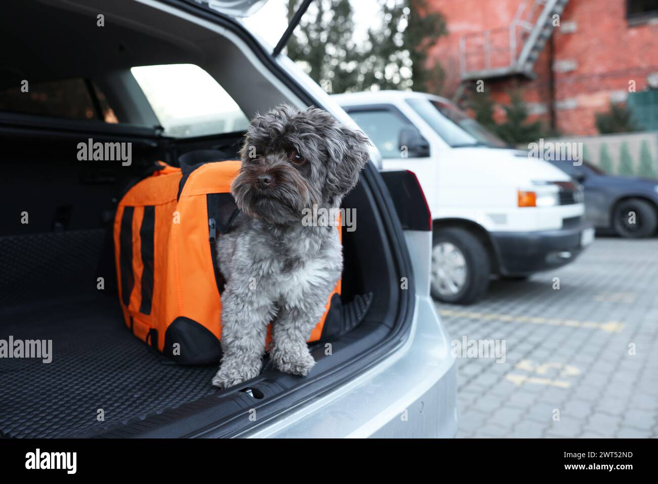 Cute dog in pet carrier travelling by car. Safe transportation Stock ...