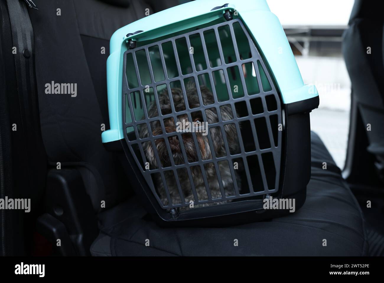 Cute dog in pet carrier travelling by car. Safe transportation Stock ...