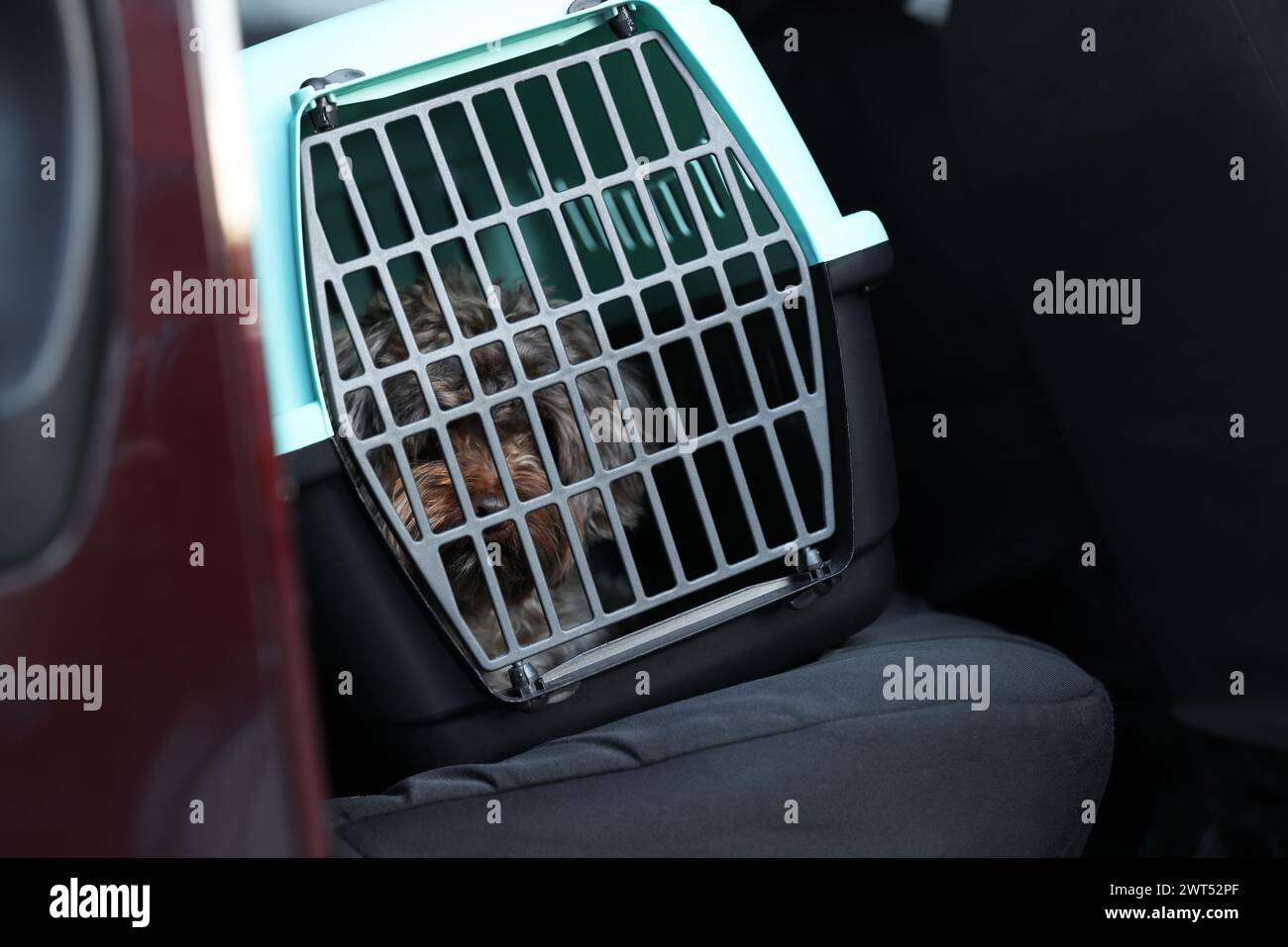 Cute dog in pet carrier travelling by car. Safe transportation Stock ...