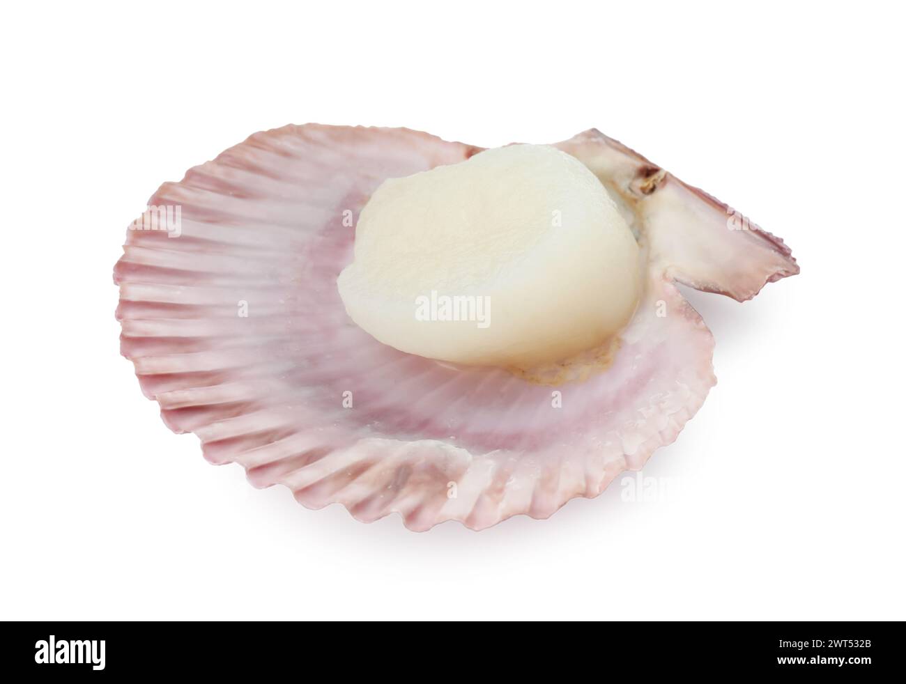 Fresh raw scallop in shell isolated on white Stock Photo - Alamy