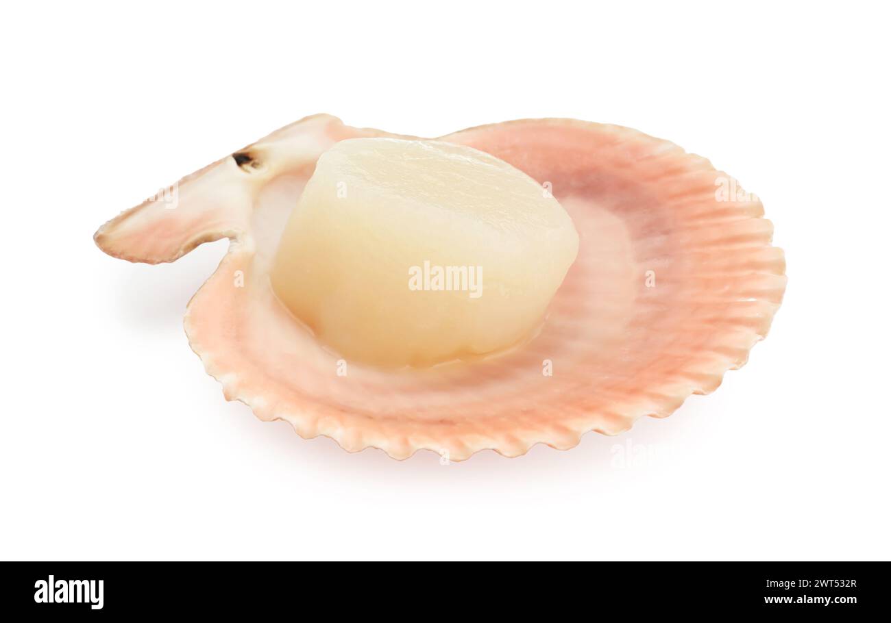 Fresh raw scallop in shell isolated on white Stock Photo - Alamy