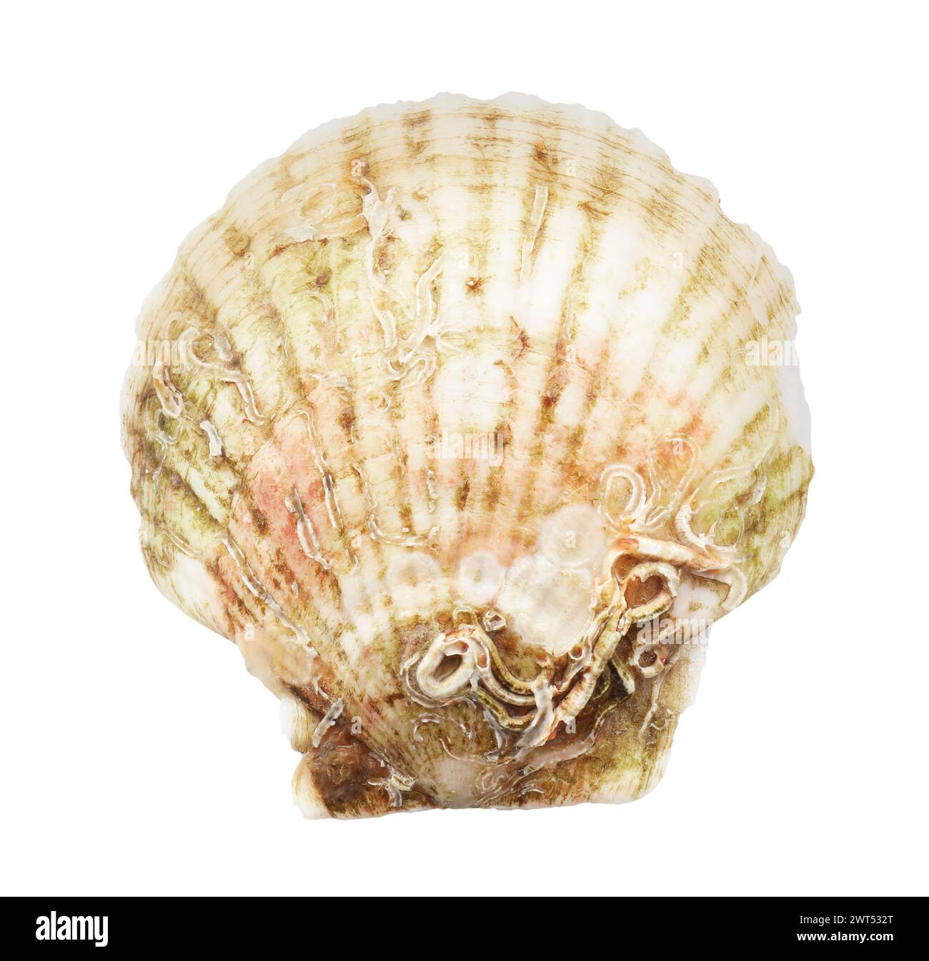 Fresh closed scallop isolated on white, top view Stock Photo - Alamy
