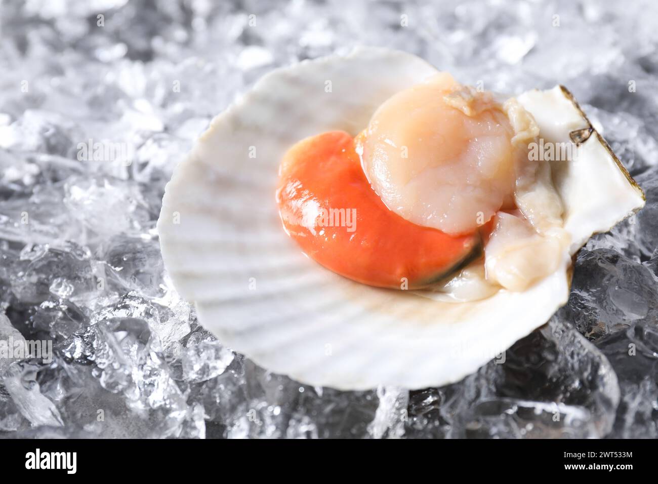 Fresh raw scallop in shell on ice cubes, closeup Stock Photo - Alamy