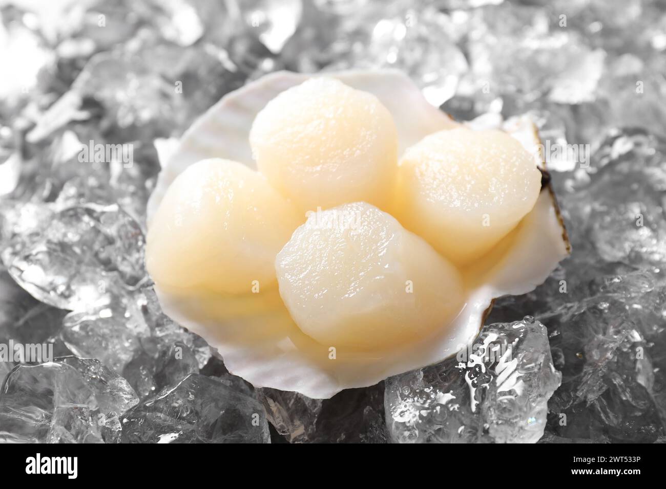 Fresh raw scallops in shell on ice cubes, closeup Stock Photo - Alamy