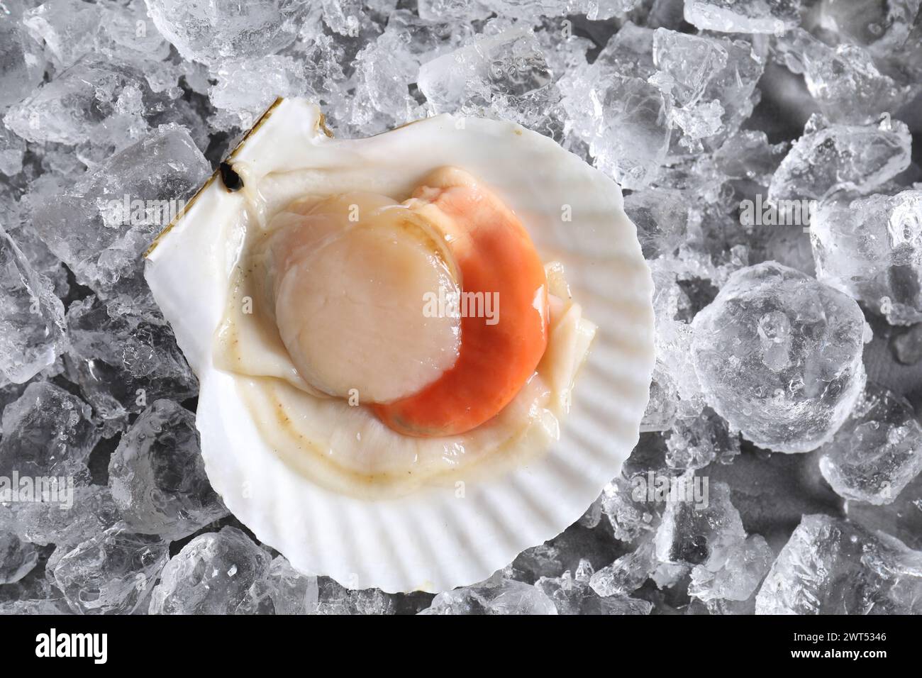 Fresh raw scallop in shell on ice cubes, top view Stock Photo - Alamy