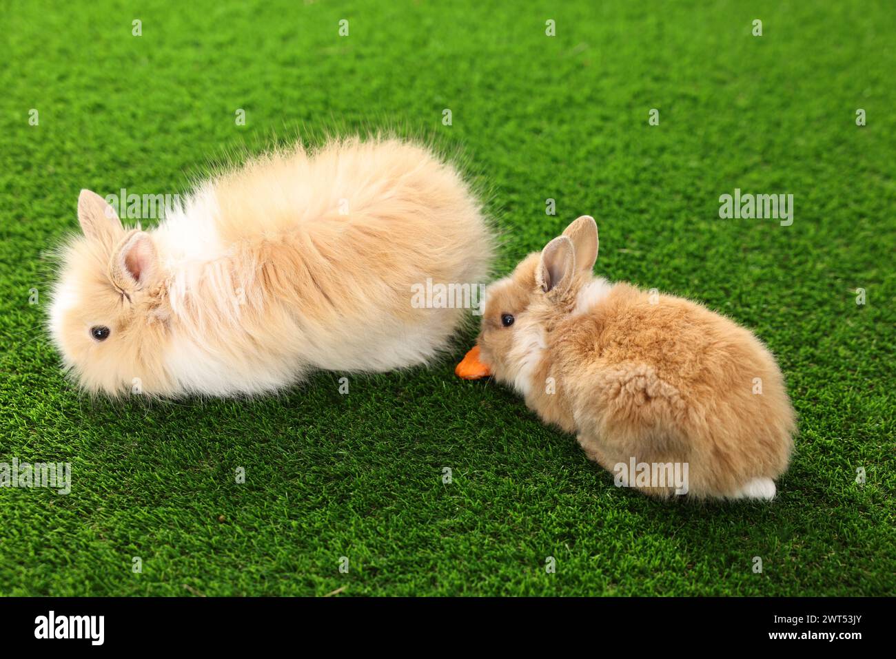 Cute little rabbits on grass. Adorable pet Stock Photo - Alamy