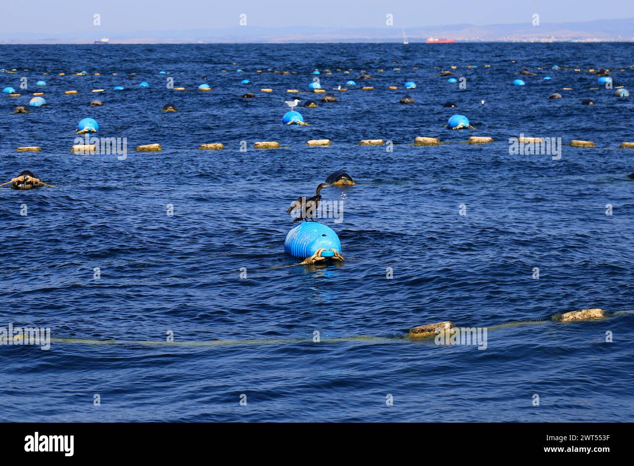 Oyster and mussel farm in Black Sea. Containers with oysters. Growing ...