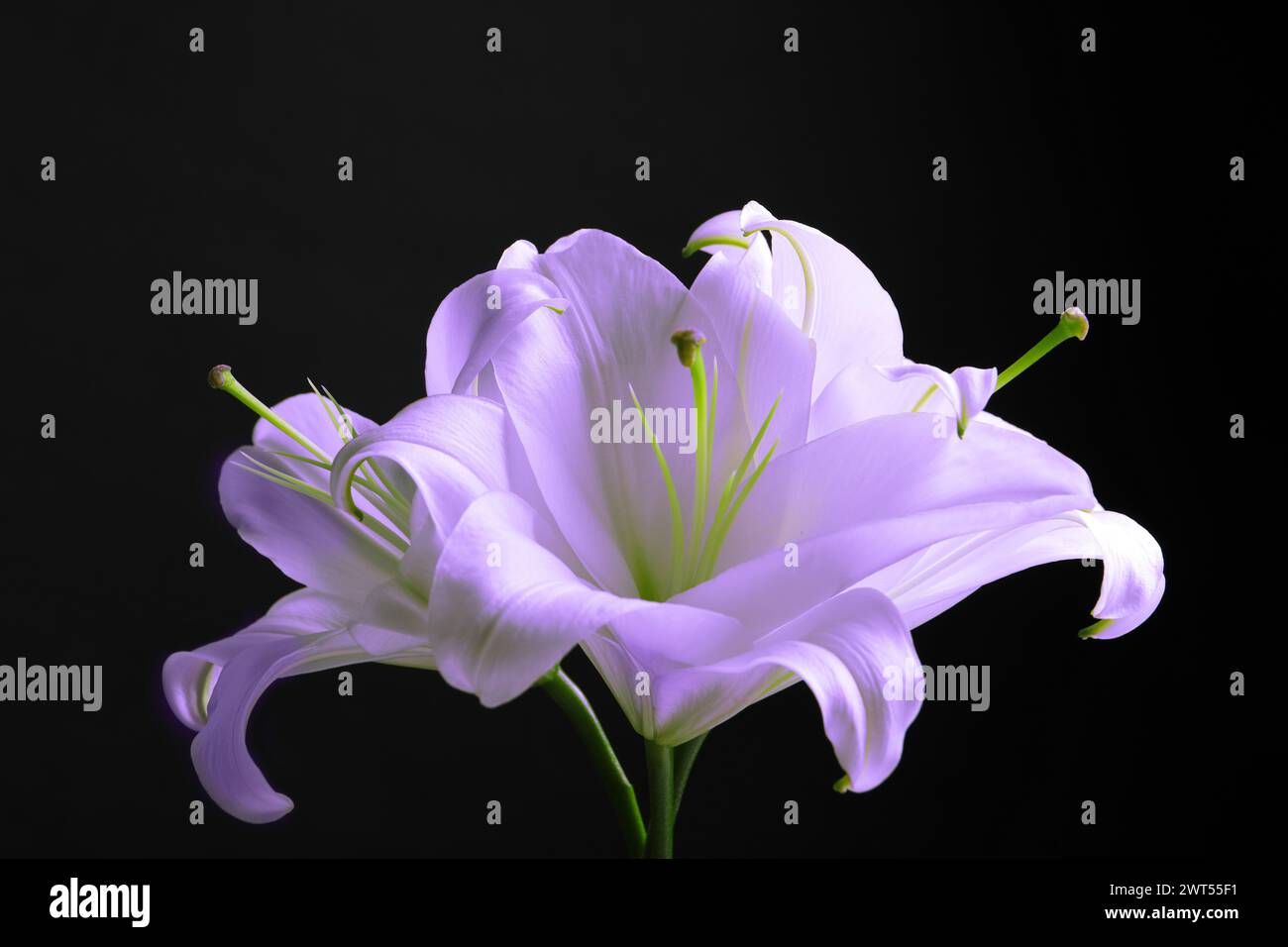 Violet lily flowers on black background, closeup. Funeral attributes ...