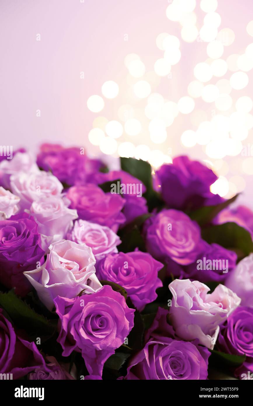 Bouquet of violet roses against blurred background, closeup. Funeral ...