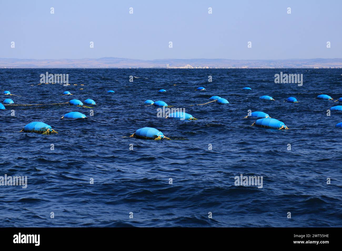 Oyster and mussel farm in Black Sea. Containers with oysters. Growing ...