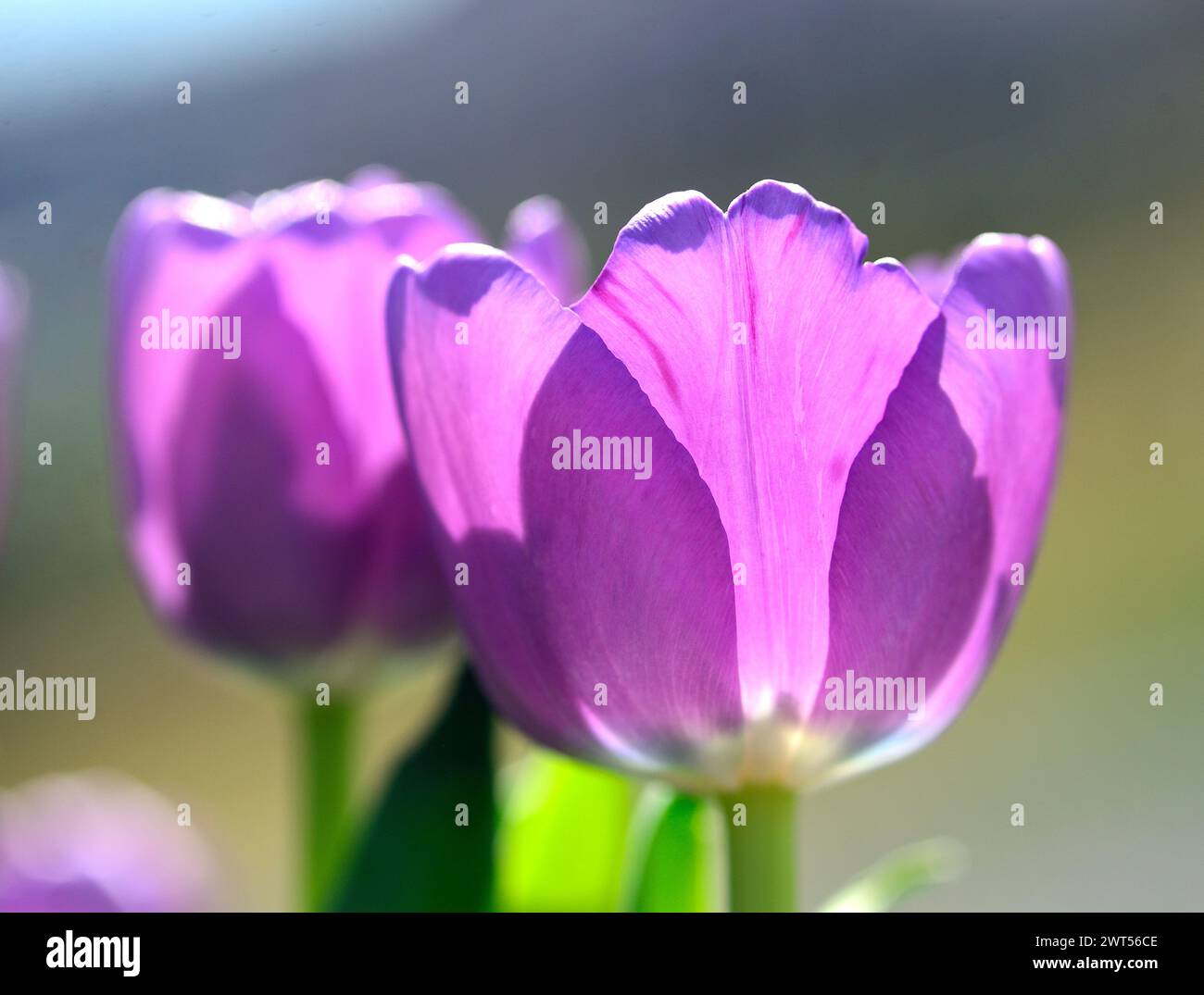 Lavender tulip hi-res stock photography and images - Alamy