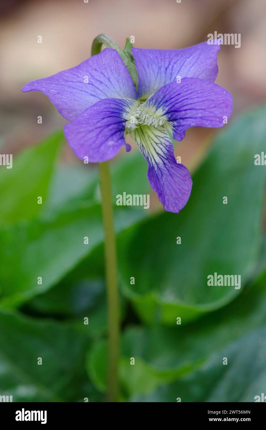 Common Blue Violet, Viola sororia Stock Photo - Alamy