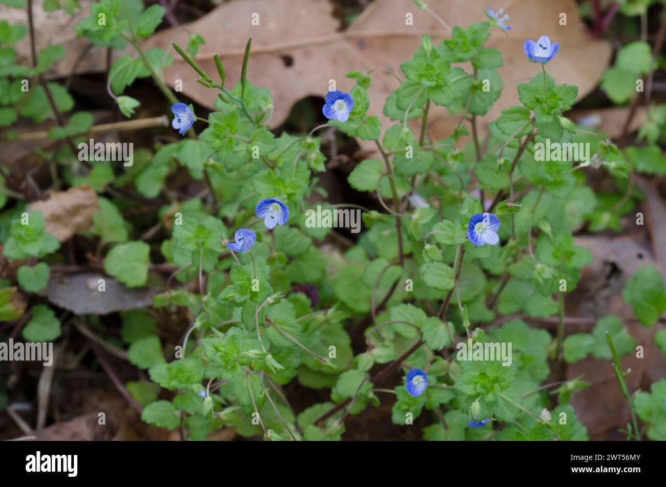 Birds eye speedwell common speedwell persian speedwell hi-res stock ...