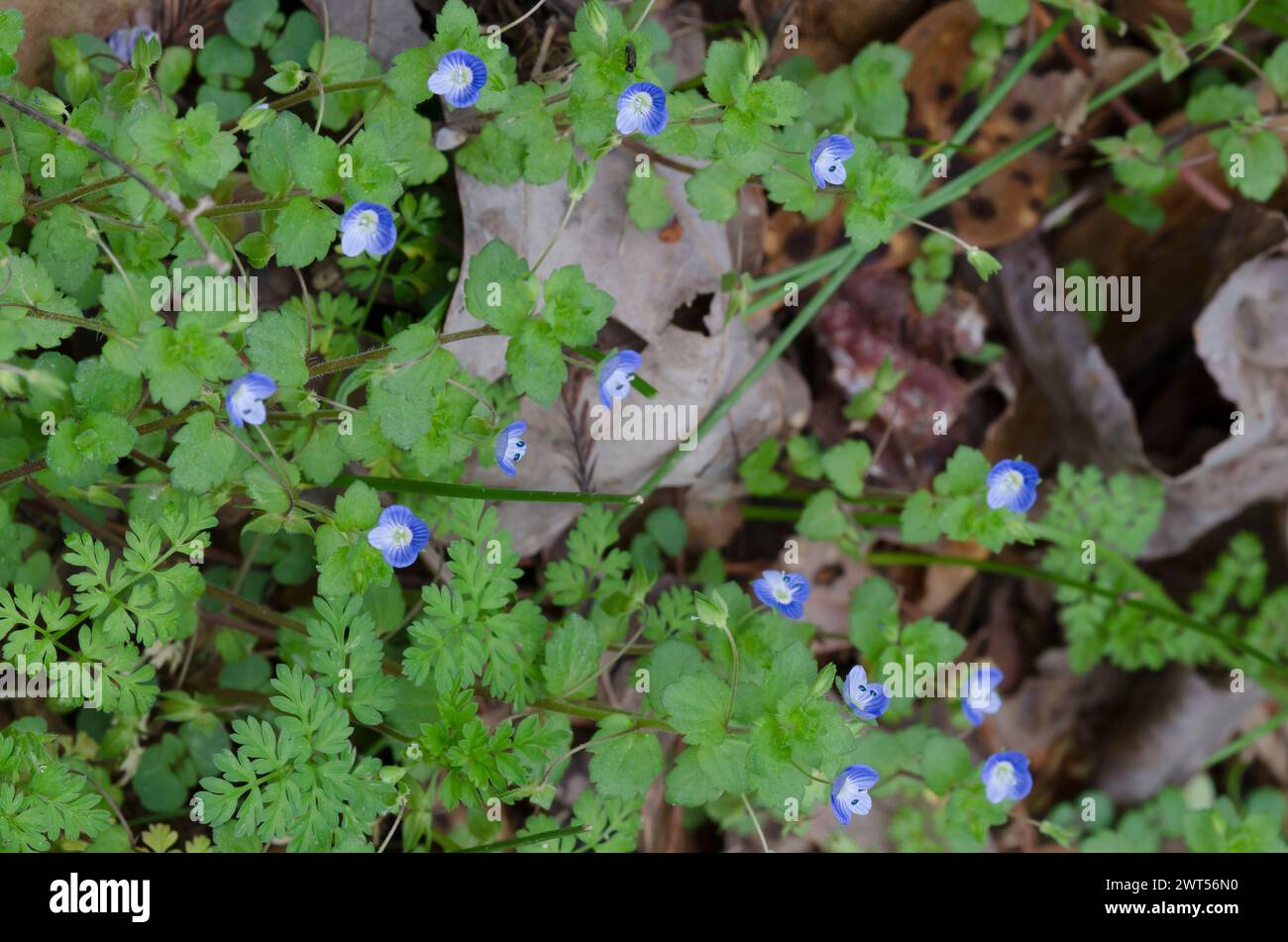 Birds eye speedwell common speedwell persian speedwell hi-res stock ...