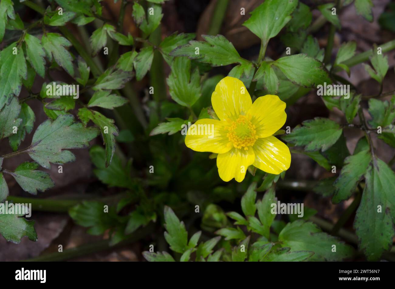 Ranunculus sp hi-res stock photography and images - Alamy