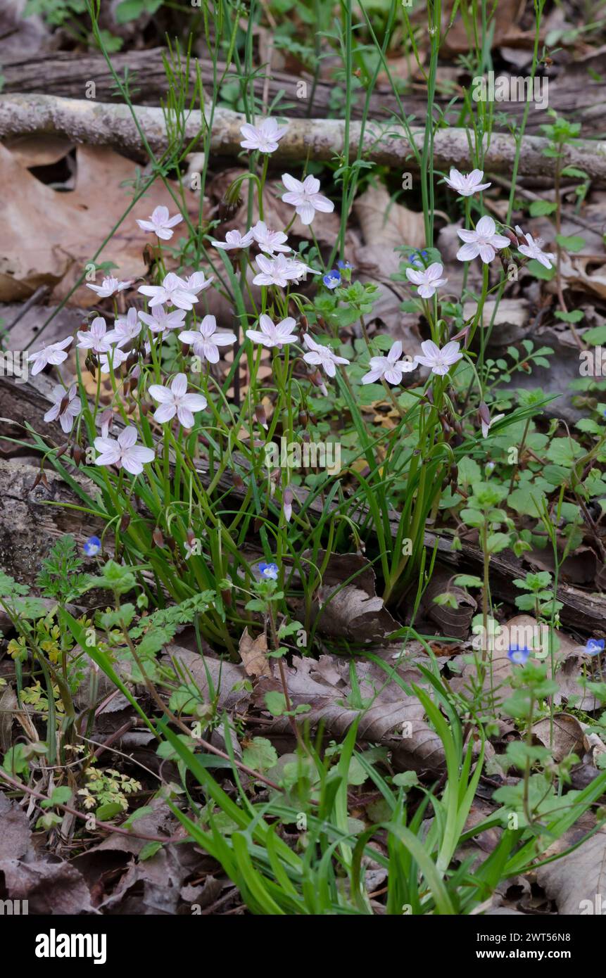 Spring Beauty, Claytonia virginica Stock Photo - Alamy