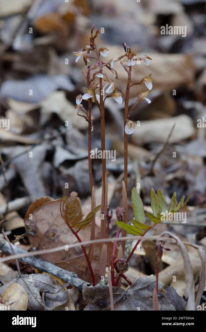Spring Coral-root, Corallorhiza wisteriana Stock Photo - Alamy
