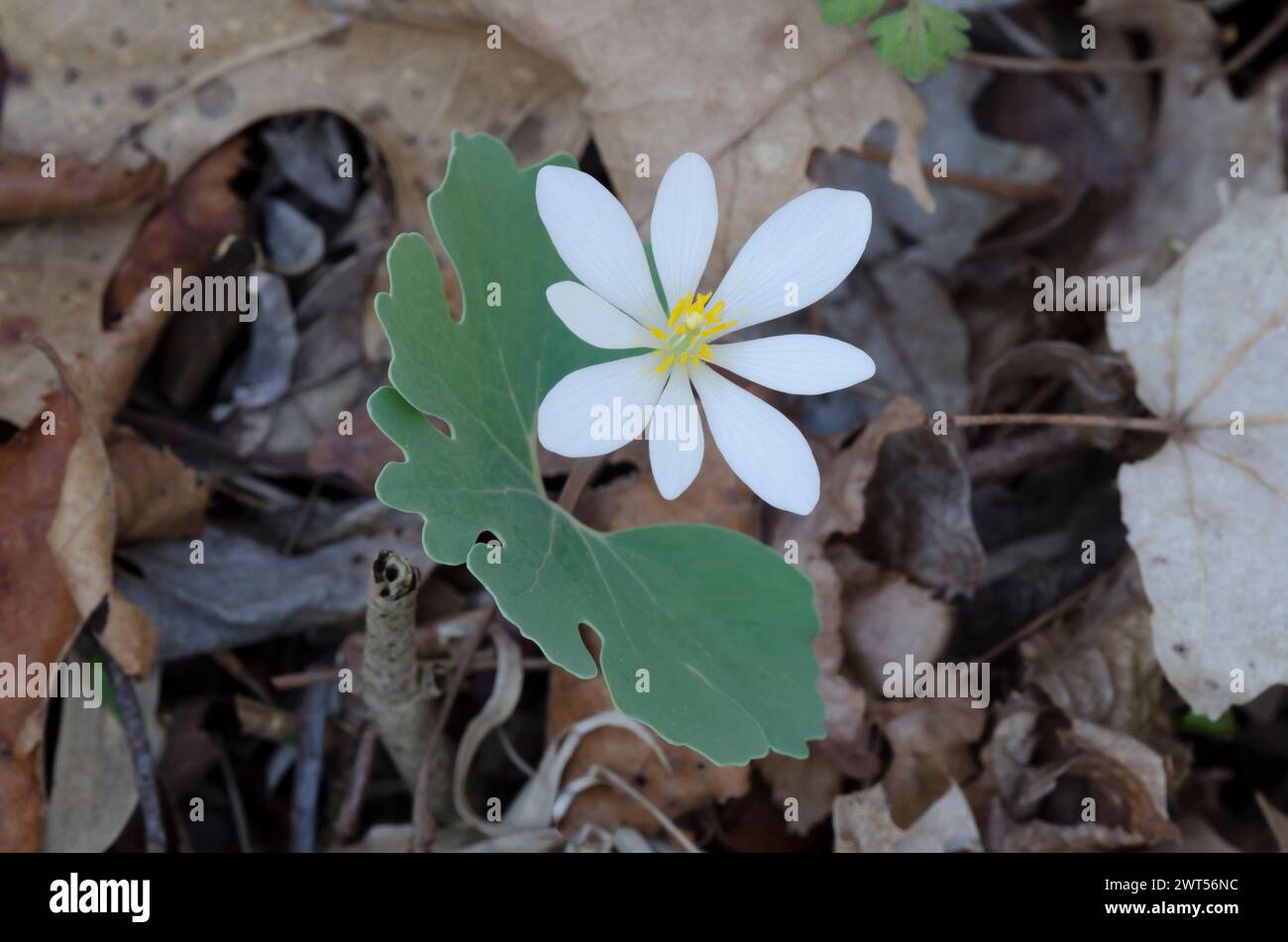 Bloodroot, Sanguinaria canadensis Stock Photo - Alamy