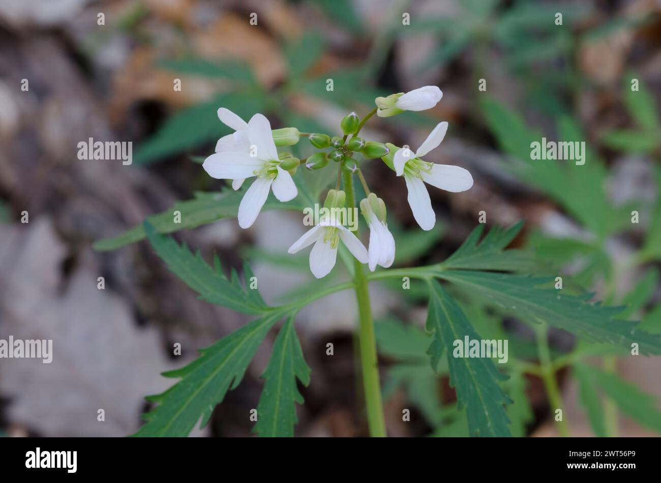 Cutleaf toothwort hi-res stock photography and images - Alamy