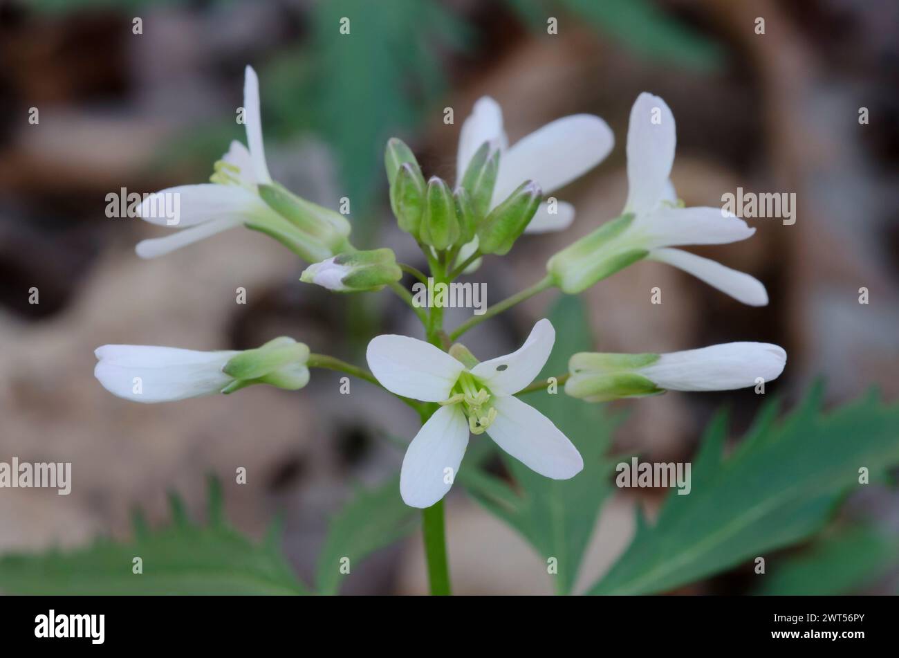 Cutleaf toothwort hi-res stock photography and images - Alamy