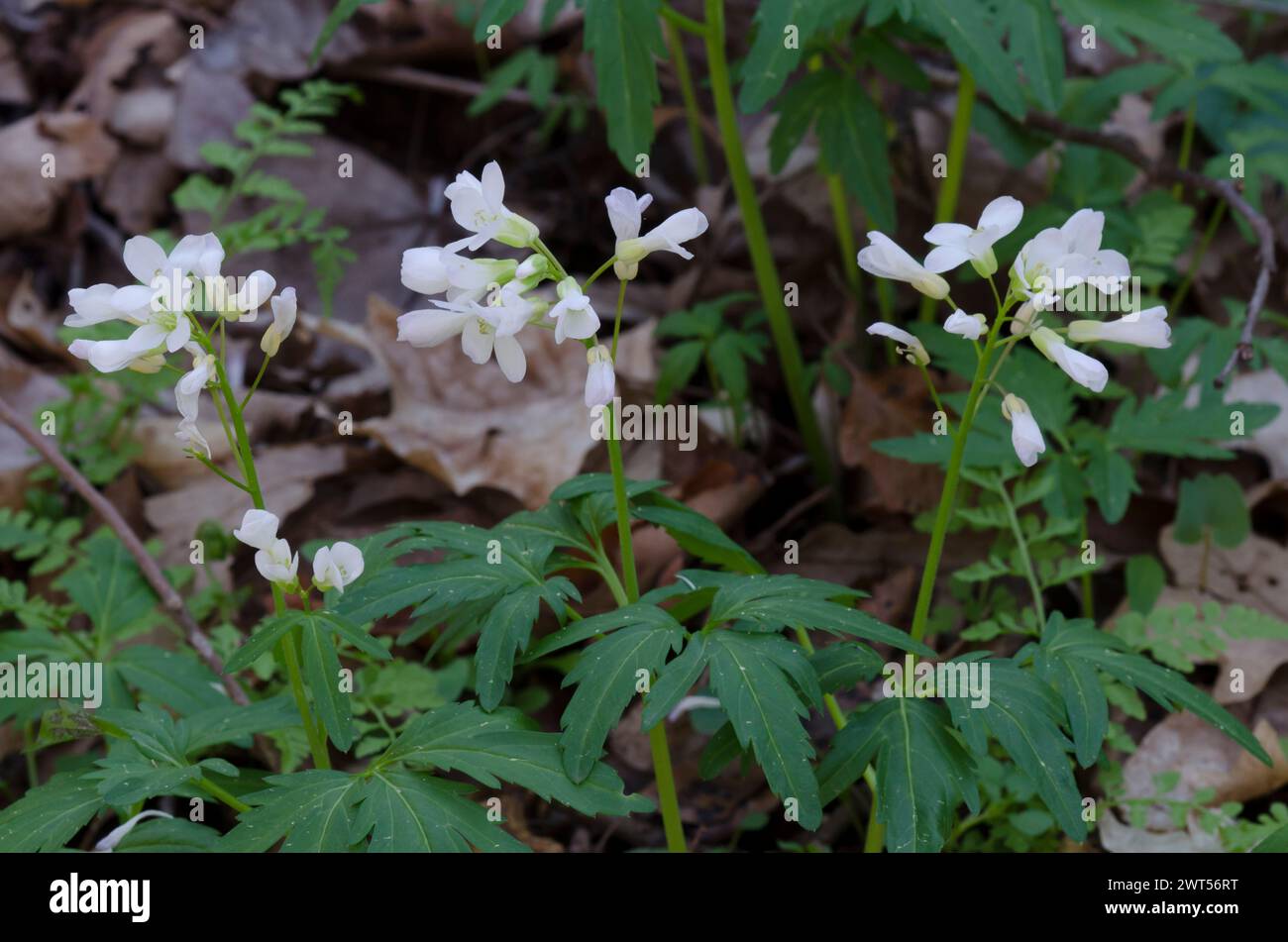 Cutleaf toothwort hi-res stock photography and images - Alamy