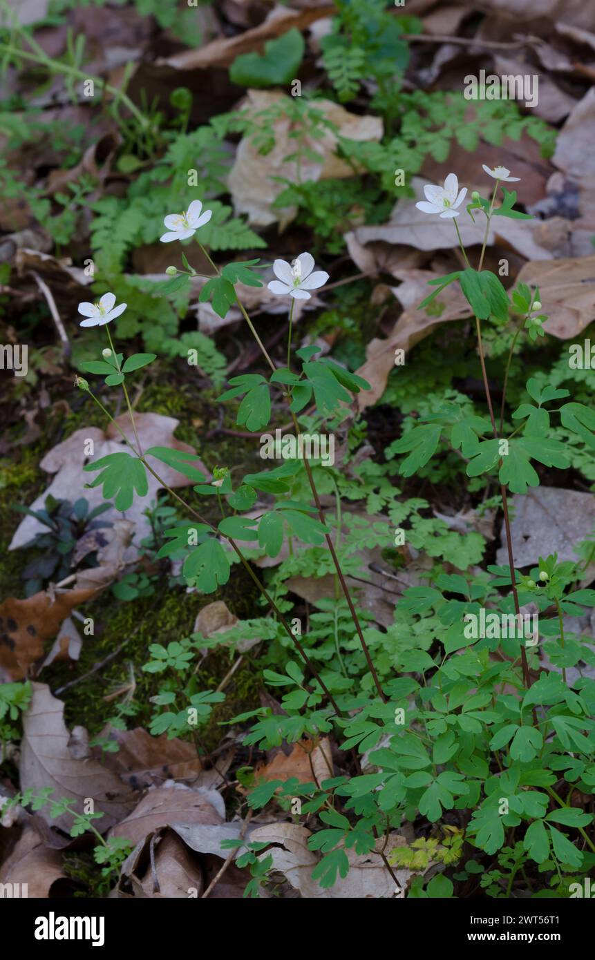 Eastern false rue anemone hi-res stock photography and images - Alamy