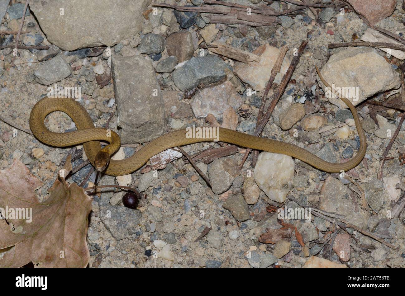 Red-bellied Snake, Storeria occipitomaculata Stock Photo - Alamy