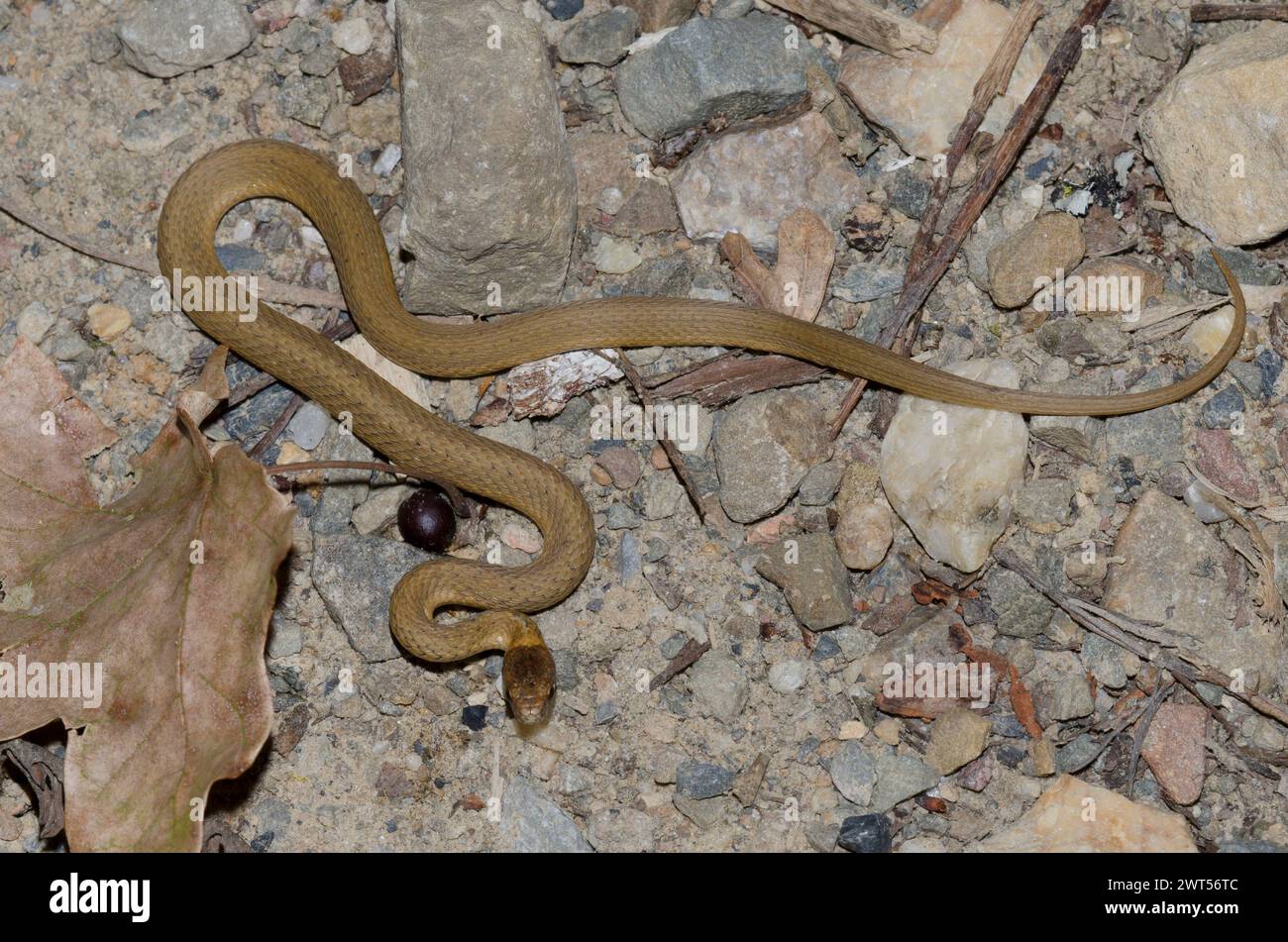 Red-bellied Snake, Storeria occipitomaculata Stock Photo - Alamy