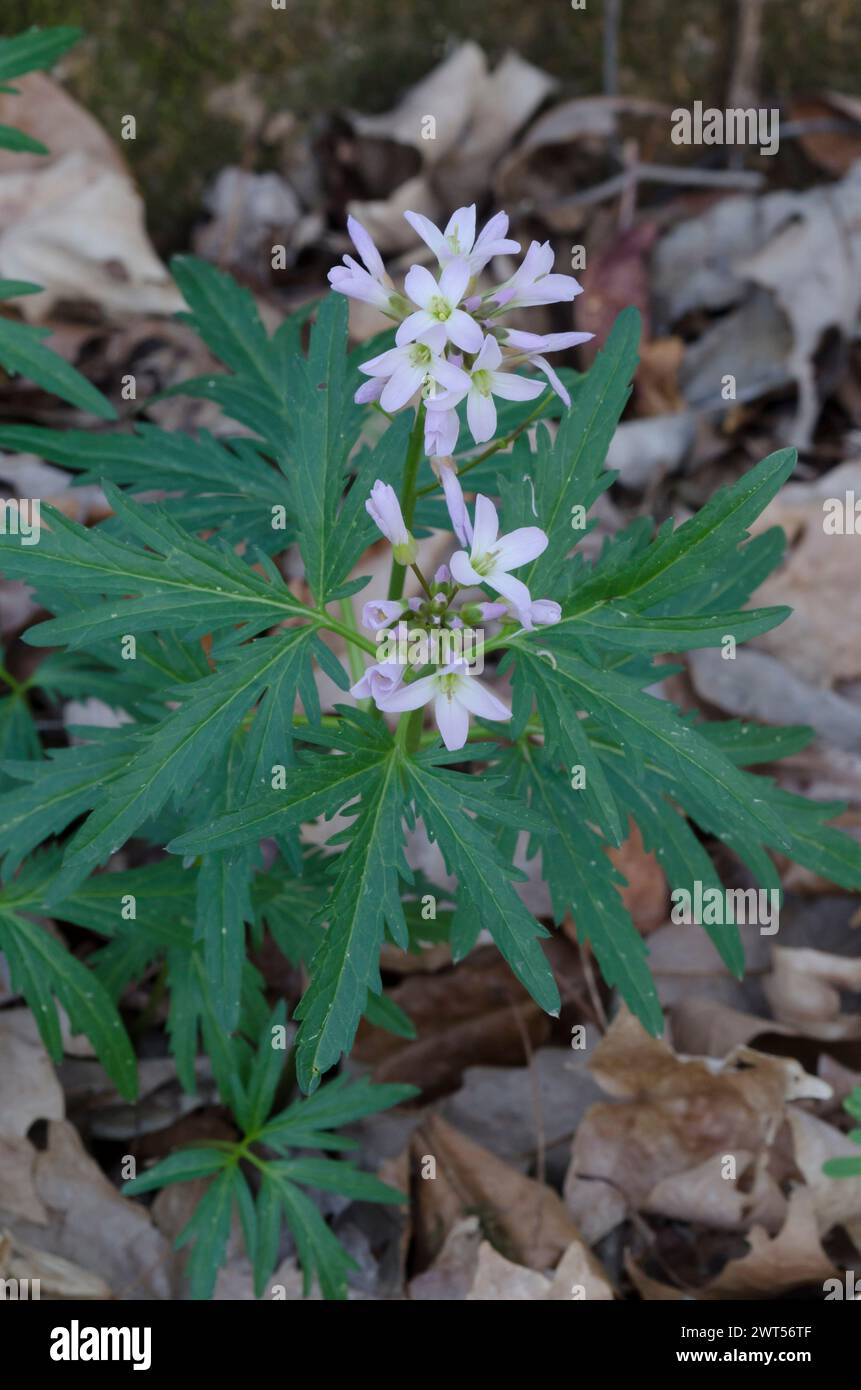 Cutleaf Toothwort, Cardamine concatenata Stock Photo - Alamy