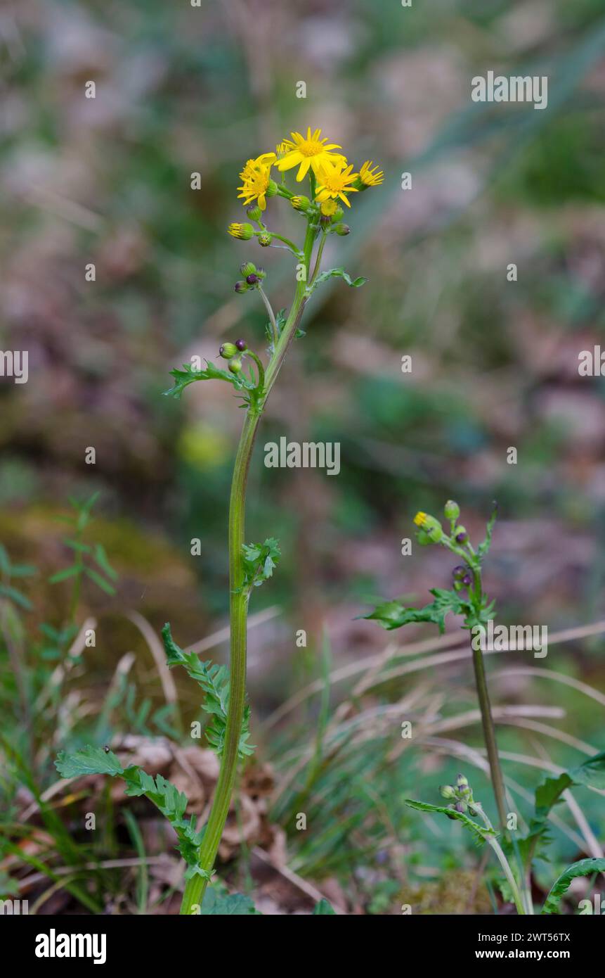 Woodland ragwort hi-res stock photography and images - Alamy