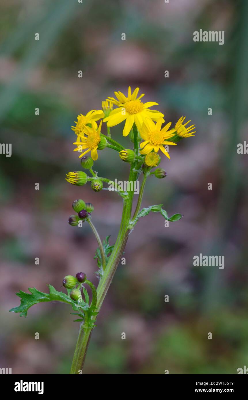 Roundleaf Ragwort, Packera obovata Stock Photo - Alamy