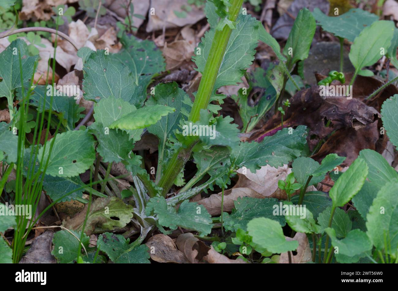 Roundleaf Ragwort, Packera obovata, base of plant Stock Photo - Alamy