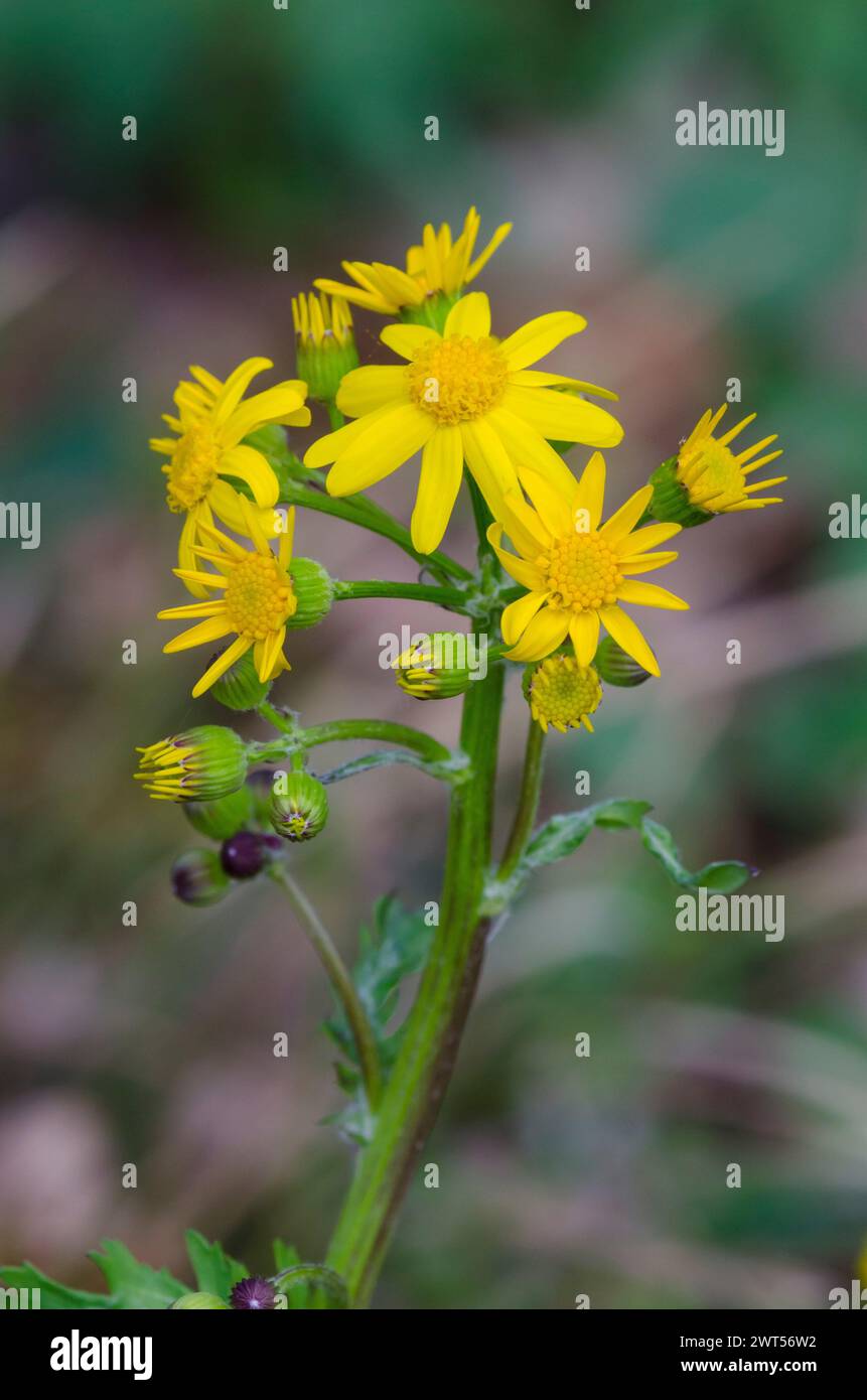 Roundleaf Ragwort, Packera obovata Stock Photo - Alamy