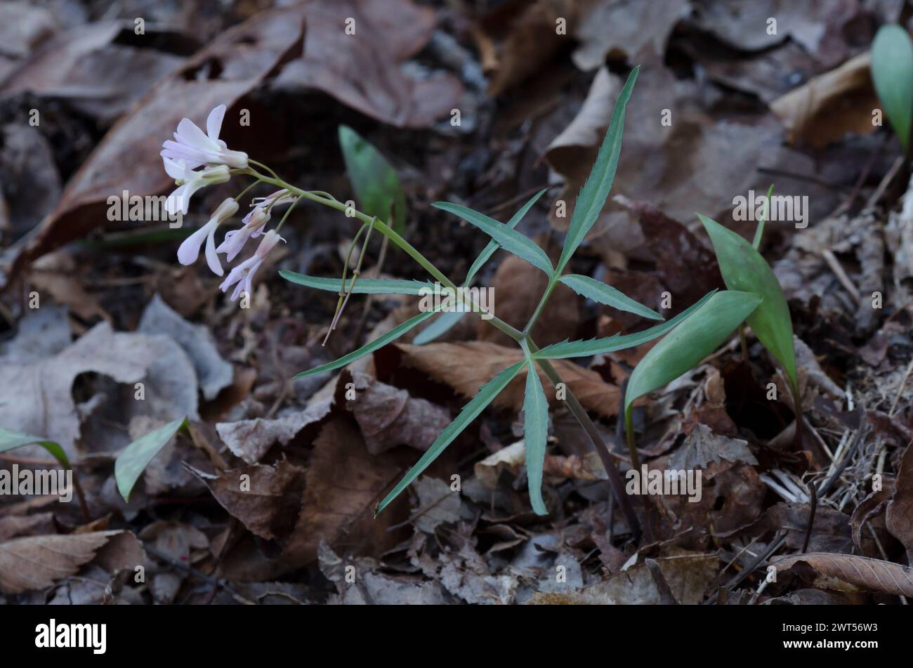 Slender toothwort hi-res stock photography and images - Alamy