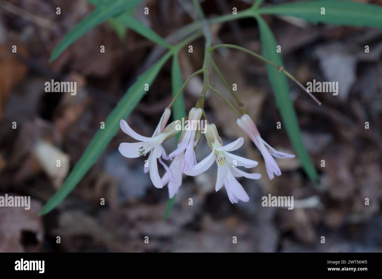 Slender cross hi-res stock photography and images - Alamy