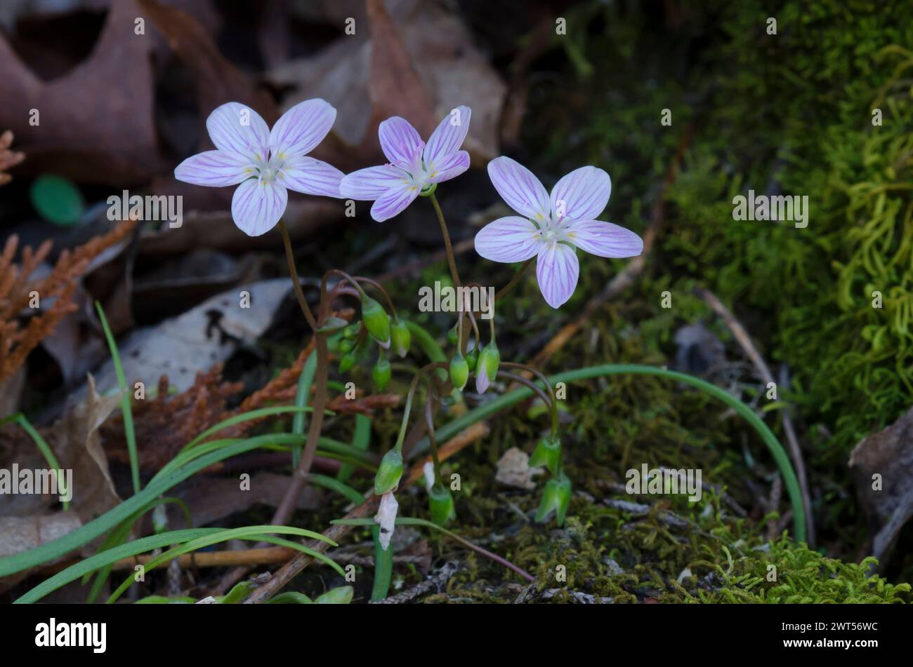 Spring Beauty, Claytonia virginica Stock Photo - Alamy