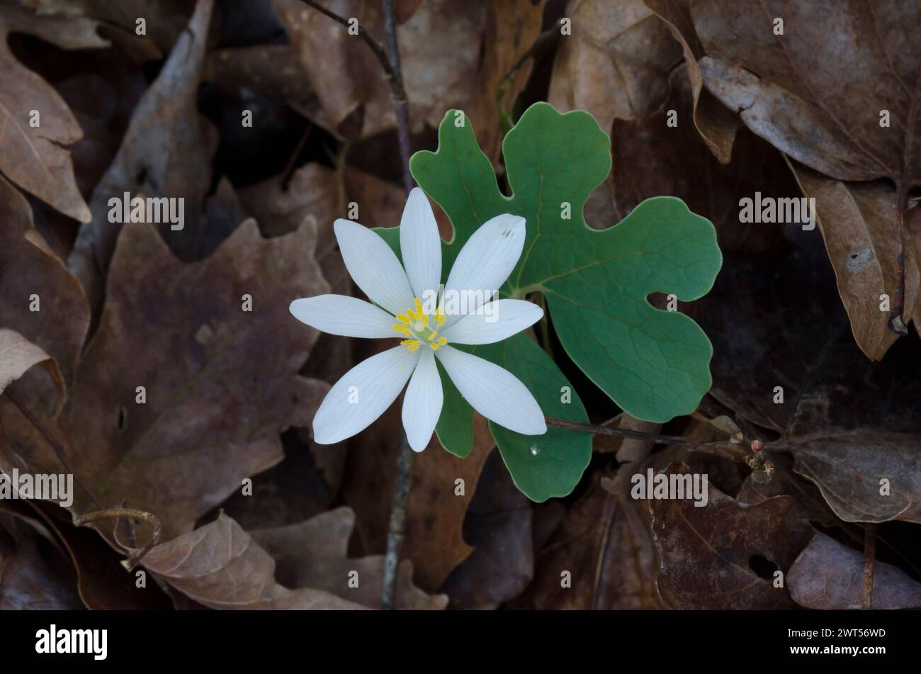 Bloodroot, Sanguinaria canadensis Stock Photo - Alamy