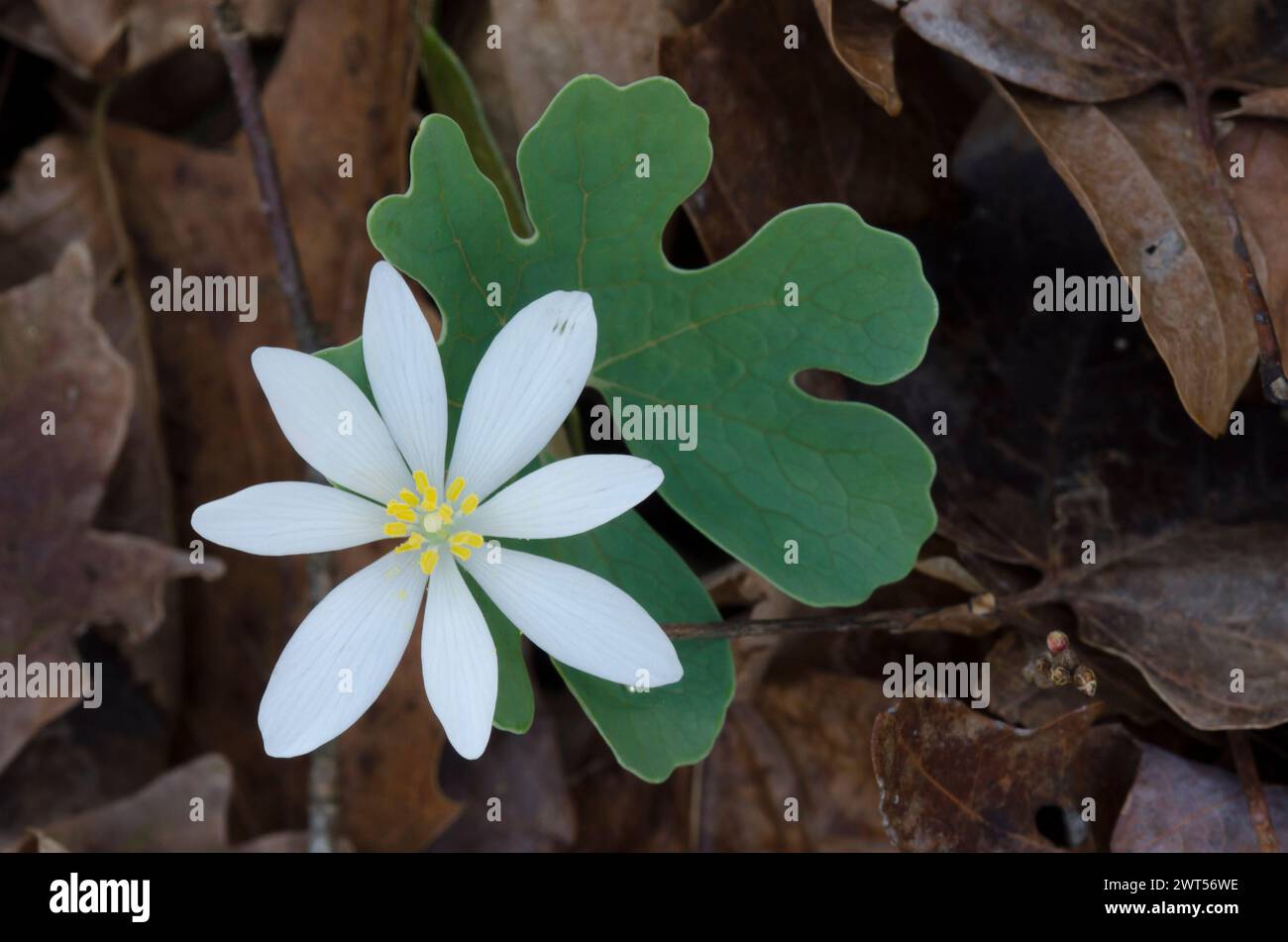 Bloodroot, Sanguinaria canadensis Stock Photo - Alamy