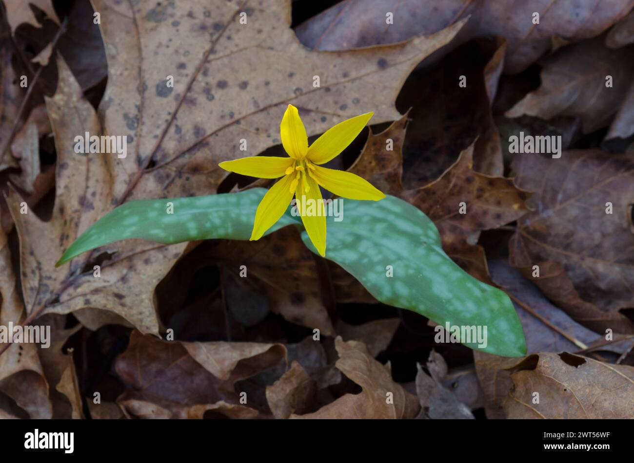 Beavers bend state park hi-res stock photography and images - Alamy