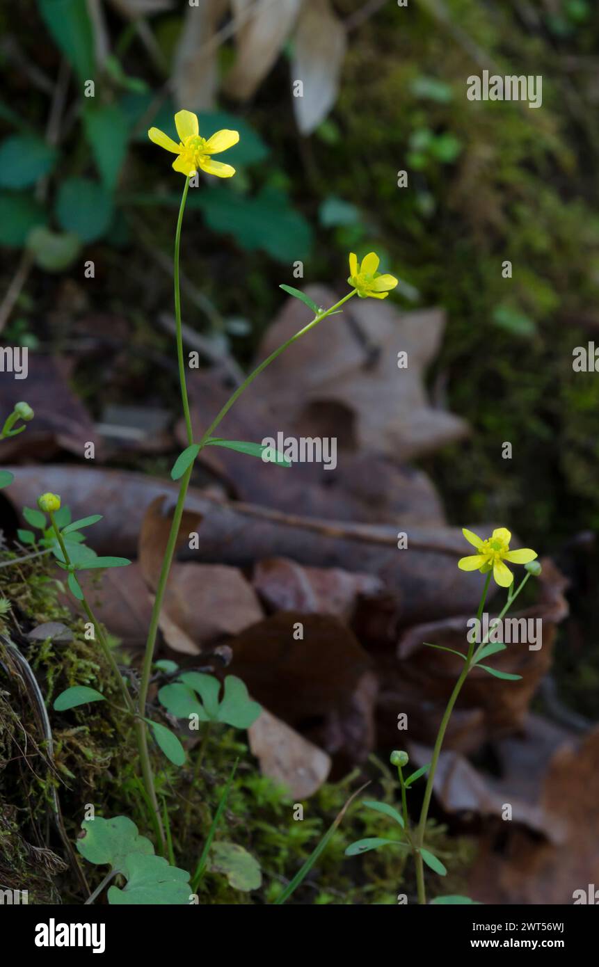 Ranunculus sp hi-res stock photography and images - Alamy