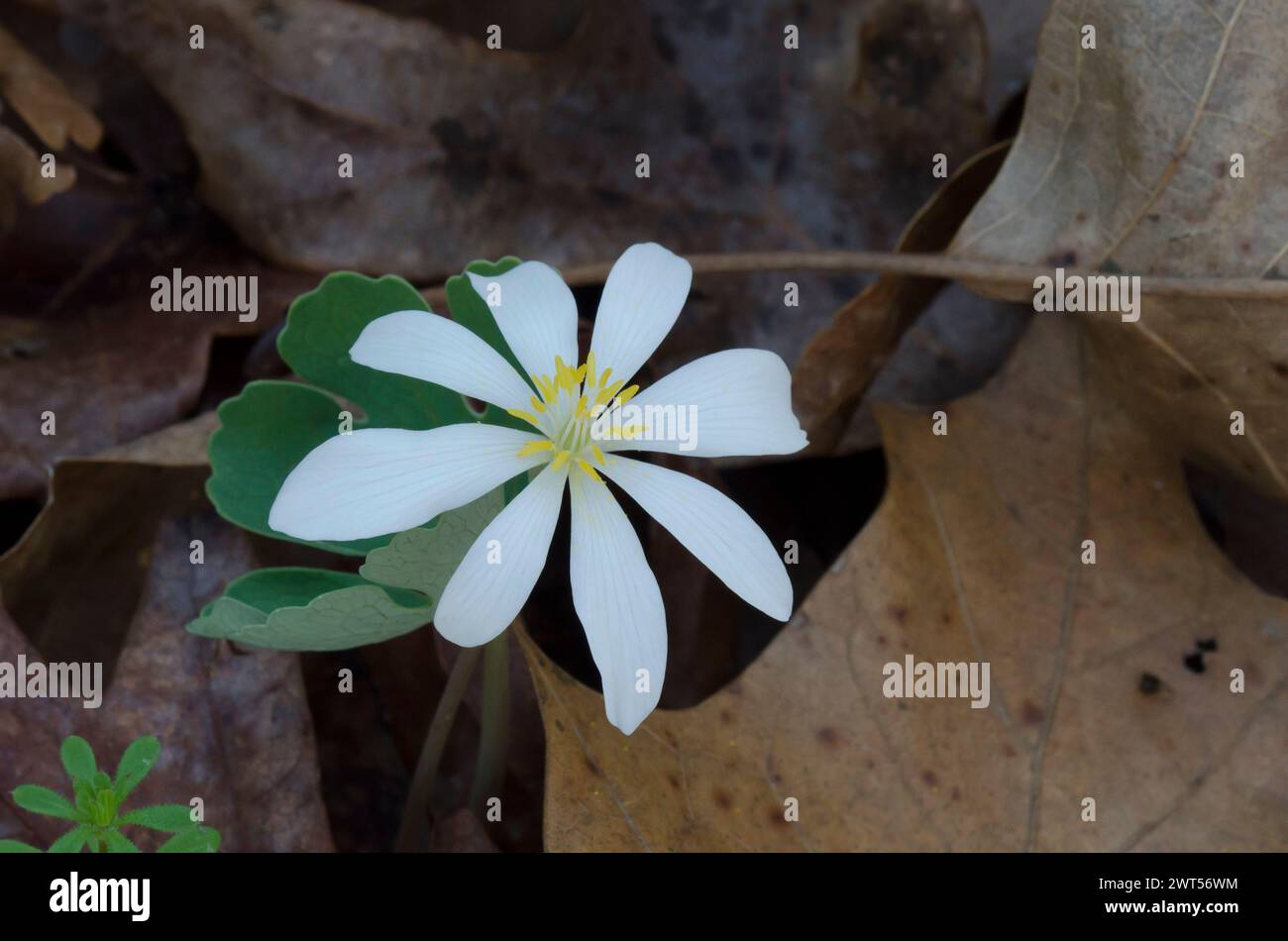 Bloodroot, Sanguinaria canadensis Stock Photo - Alamy