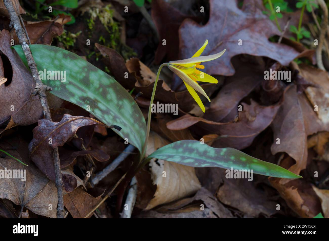 Beavers bend state park hi-res stock photography and images - Alamy