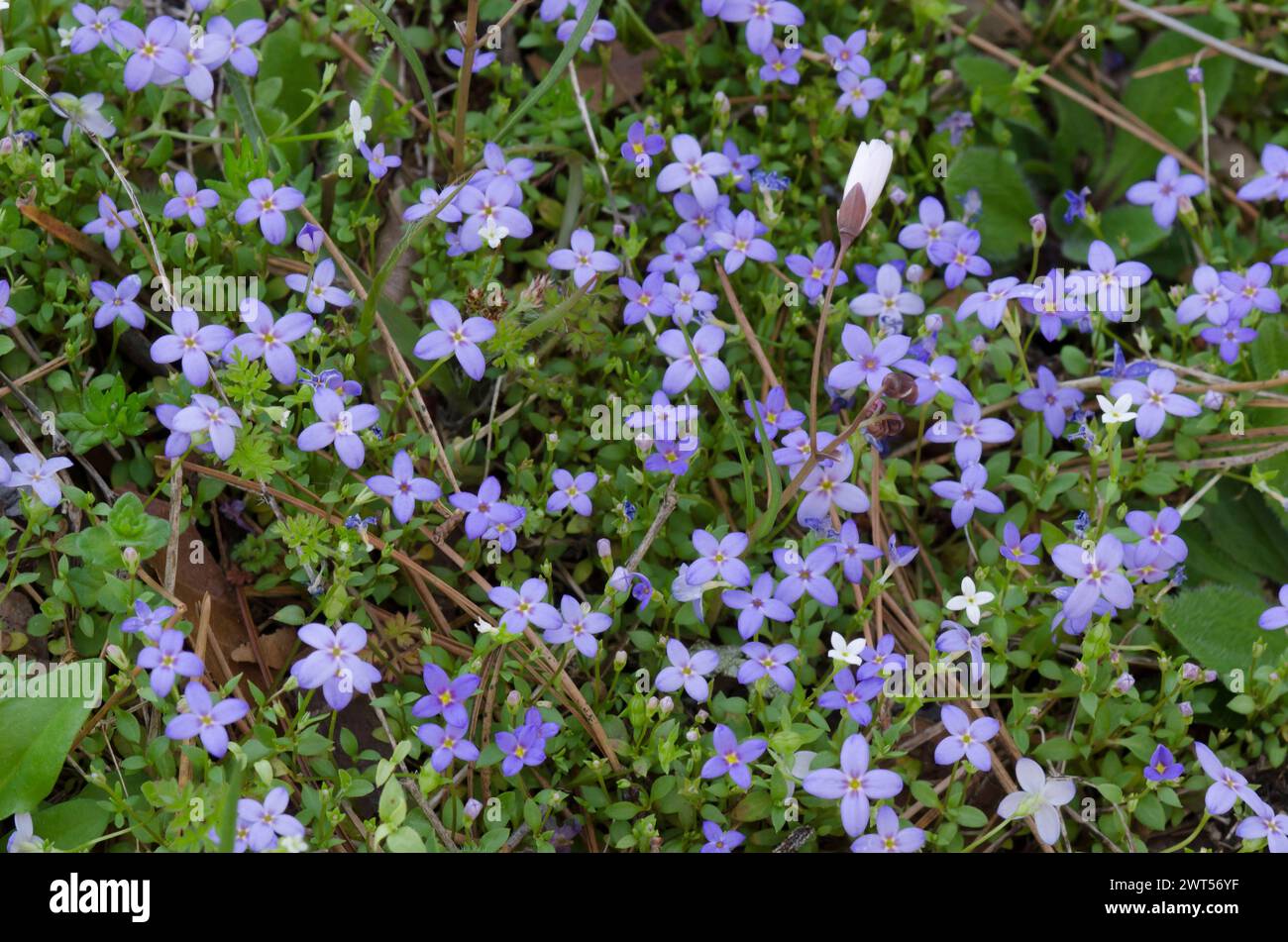Southern bluet hi-res stock photography and images - Alamy
