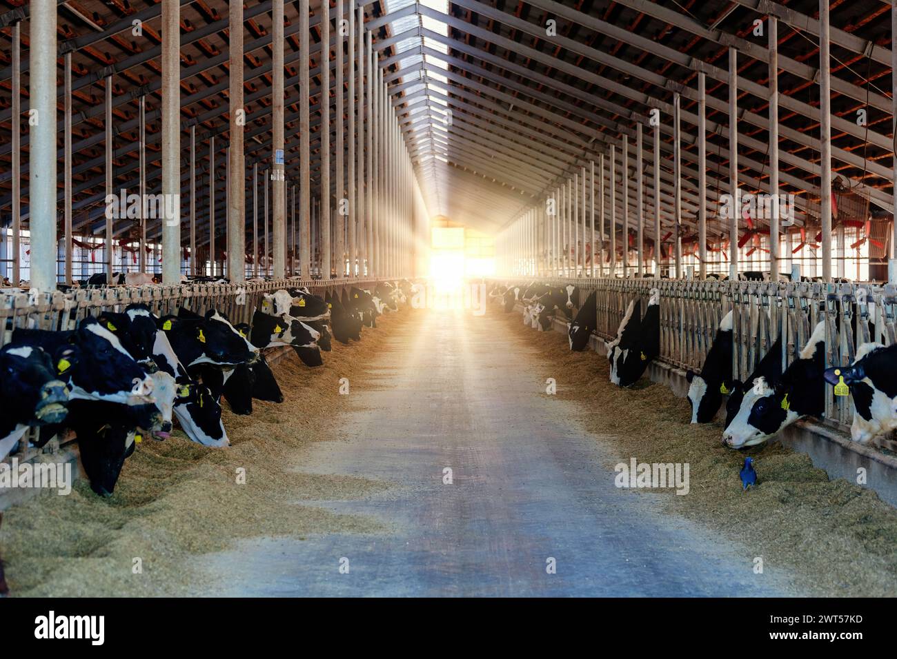 Diary cows in modern free livestock stall Stock Photo - Alamy
