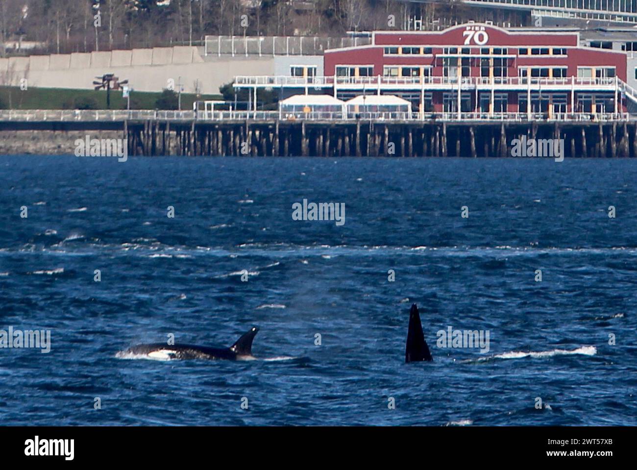 Orca whales swim in Elliott Bay on Friday, March 15, 2024, near Seattle ...