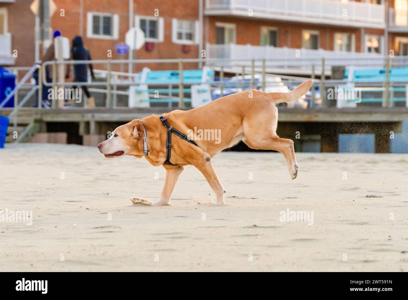 Profile shot of Senior Yellow Labrador "Chief" doing his famous bucking ...